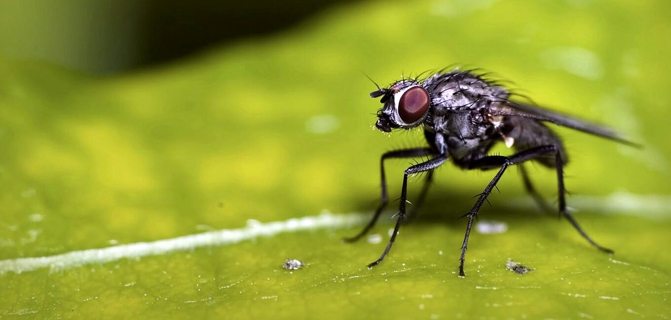 Flies Control Services Dubai | Mosquito Pest Control Dubai