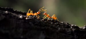 Effective Ants Control Service for Your Home or Business | Dubai
