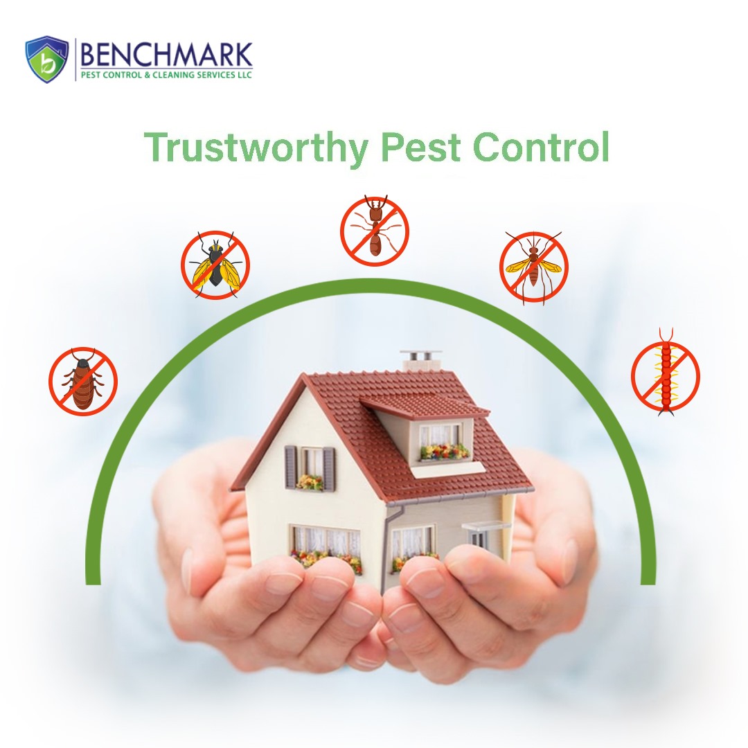 Pest Control Services in Dubai, UAE | Benchmark Pest Control